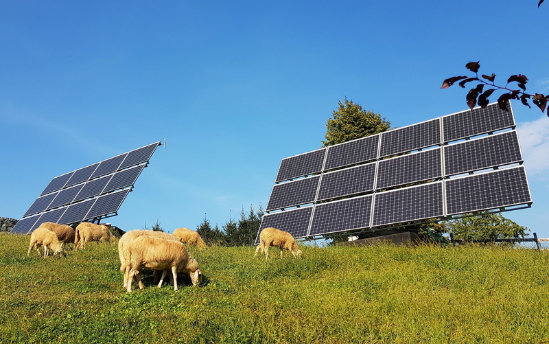 Solar Projects at Silicon Ranch Add Native Plants and Grazing Animals
